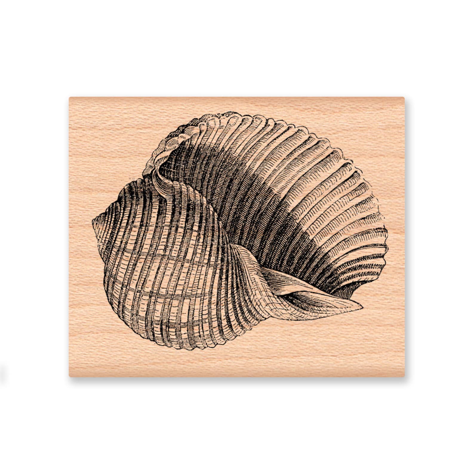 SEA SHELL STAMPS Set of 4 Stamps Shells Set of 4 Different | Etsy