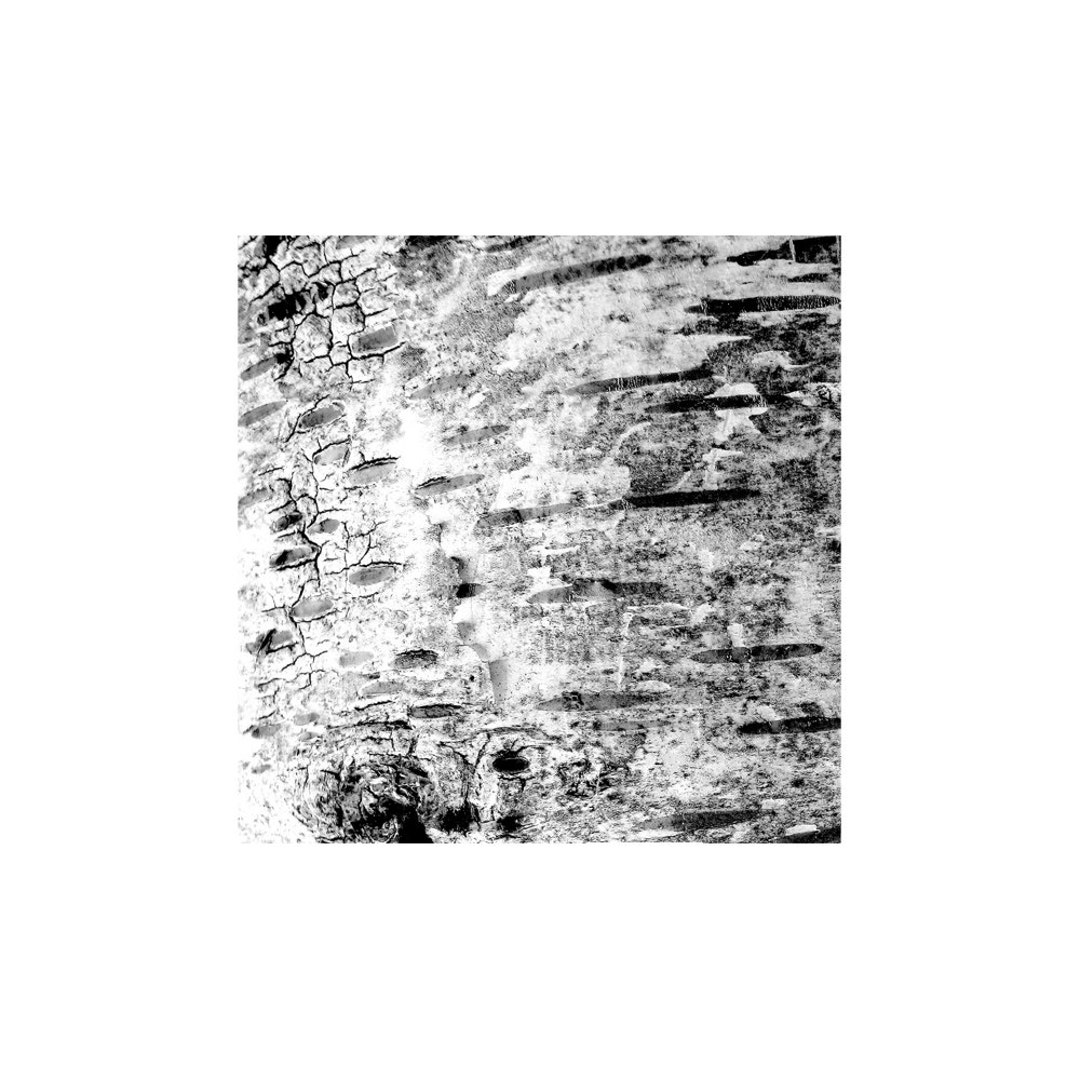 BIRCH BARK Rubber Stamp~unmounted Cling Stamp~birch Tree Trunk~two ...