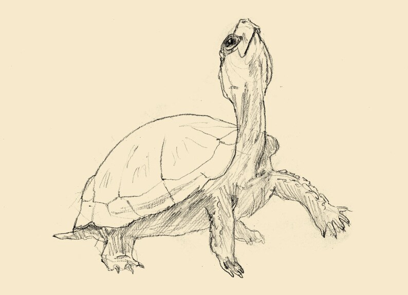Pond Turtle, 5 X 7 Print of Original Pencil Drawing, Botanical Art - Etsy