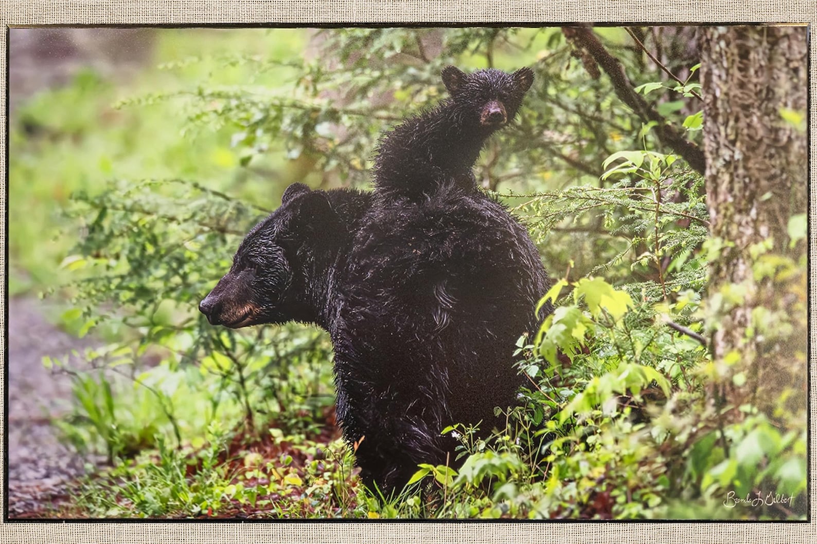 Black Bear Cub on Momma Bear Back Photography Print - 24x36 Nature Wall ...