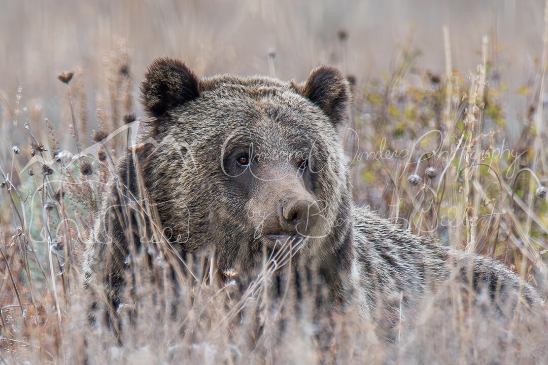 Grizzly Bear in Field Wildlife Nature Photography Digital Download ...