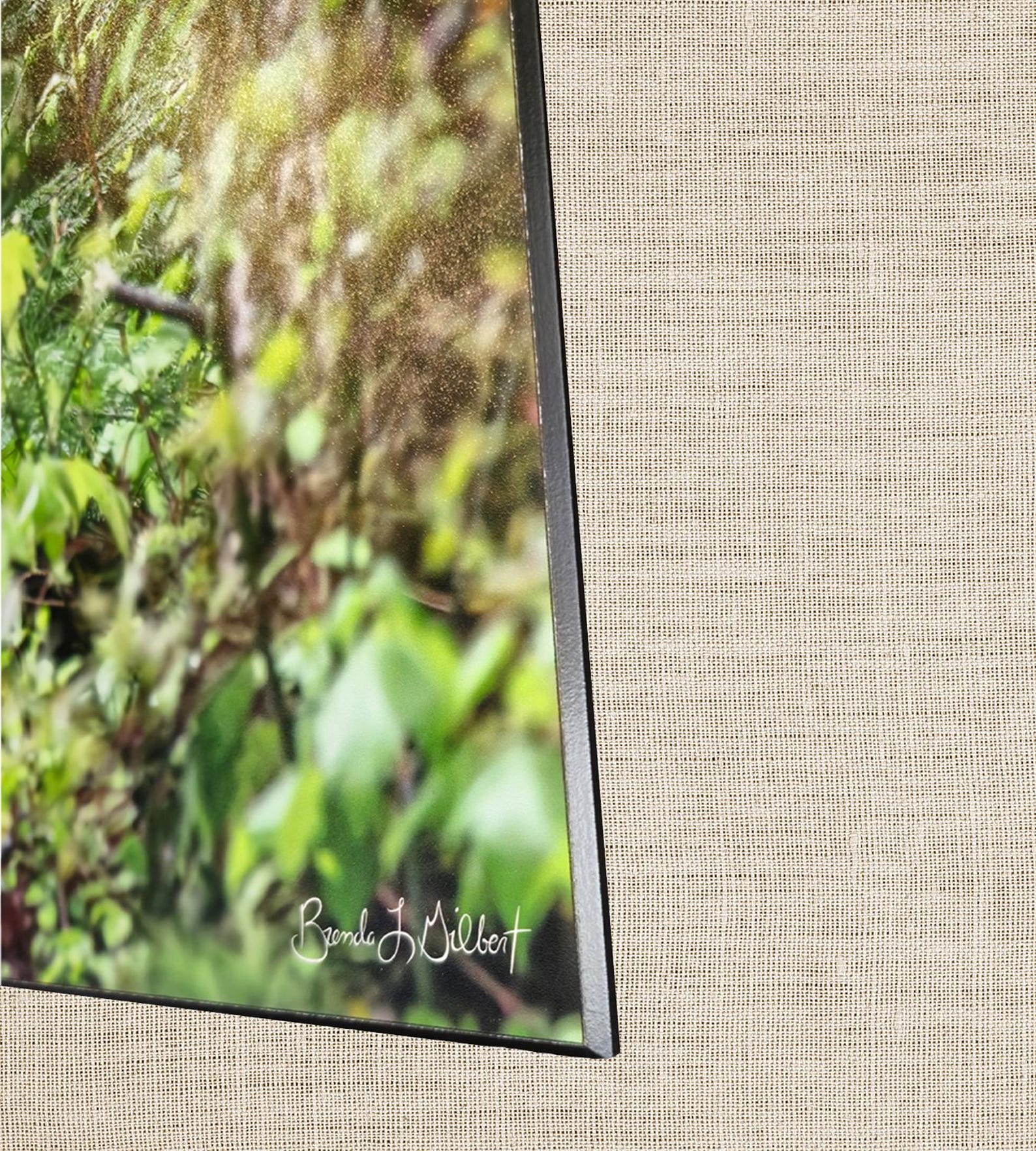 Black Bear Cub on Momma Bear Back Photography Print - 24x36 Nature Wall ...