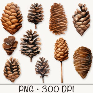 Watercolor Pinecone Bundle Clip Art, Pinecone PNG, Digital Download - Etsy