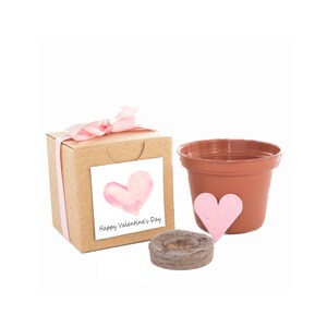 Peek-a-bloom!™ Petite Wildflower Grow Kit, Fun Personalized Valentine ...