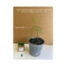Mini Tree Grow Kit, Fun Earth Day Activity, Hands-on Learning for ...