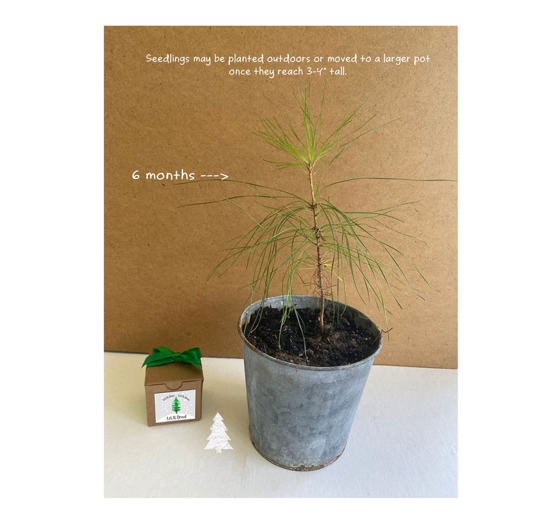 LET IT GROW! Christmas Tree Grow Kit Gift Set Sent to Friends & Family ...