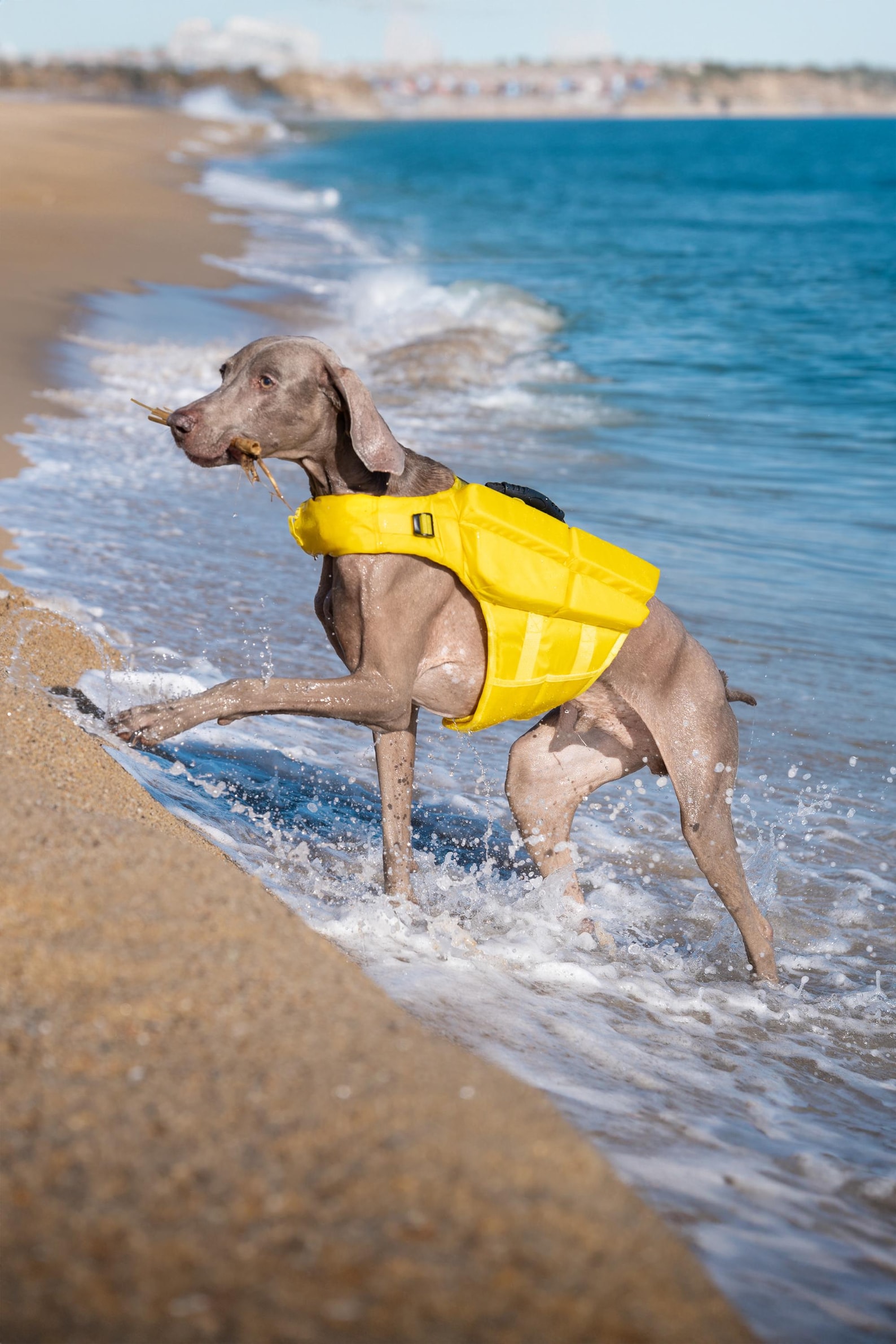 Dog Lifejacket, Human Standards Design, With 4x Foam Support for Max ...