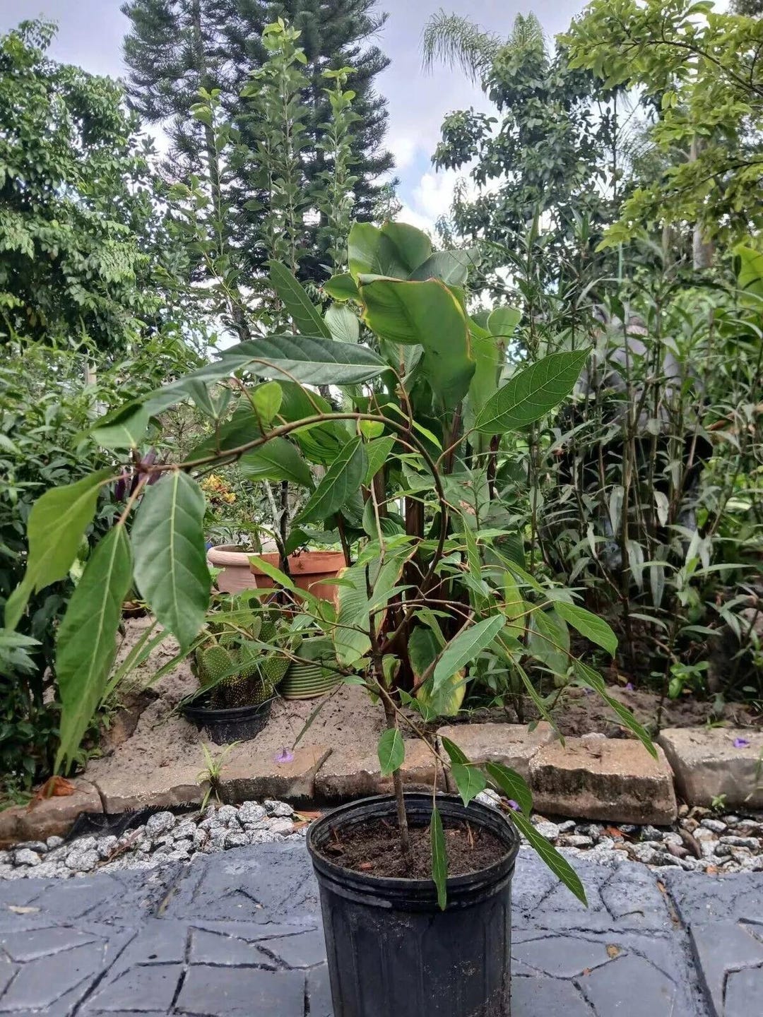 Ficus Racemosa, Cluster Fig Tree, Grafted, 2-3ft High, Cay Sung Viet ...