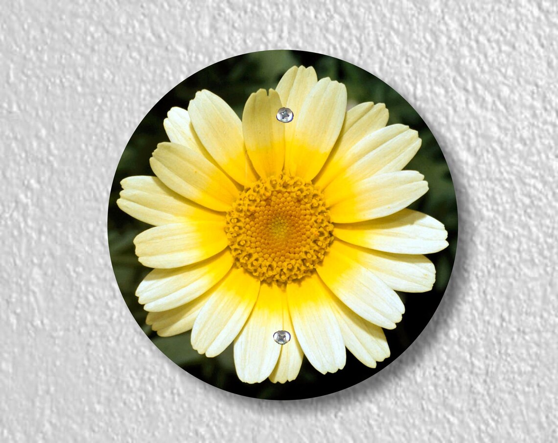 Yellow Daisy Flower Precision Laser Cut Duplex and Grounded - Etsy