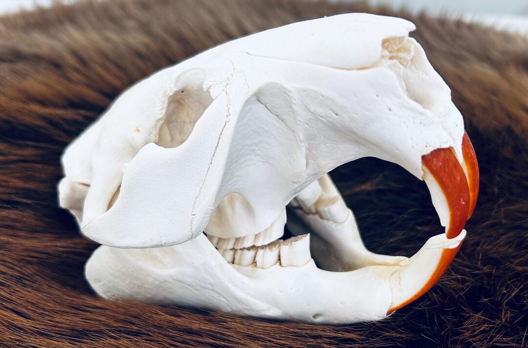 Beaver Skull Real Bone Taxidermy Skull Oddities - Etsy