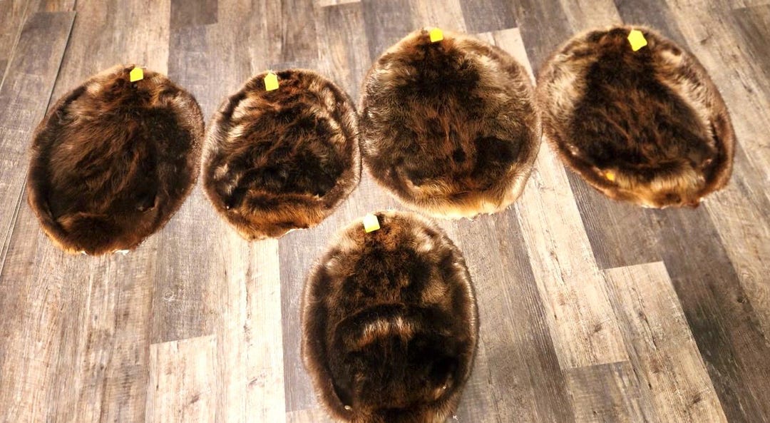 L/XL Beaver Fur Beaver Blankets Fur Pelts Round Beaver Skin - Etsy