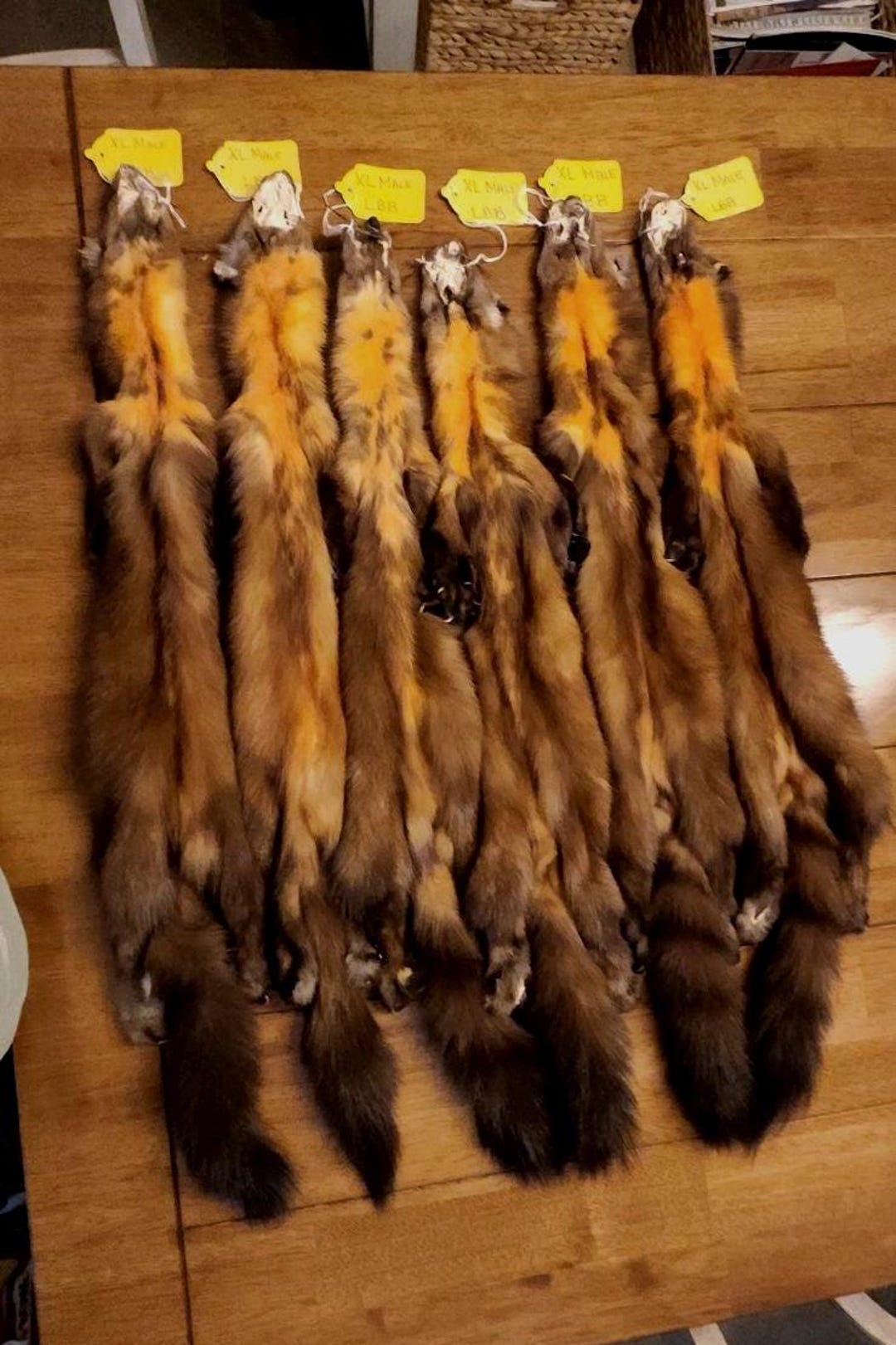 Pine Marten Tanned Fur Sable Tanned Pelts - Etsy