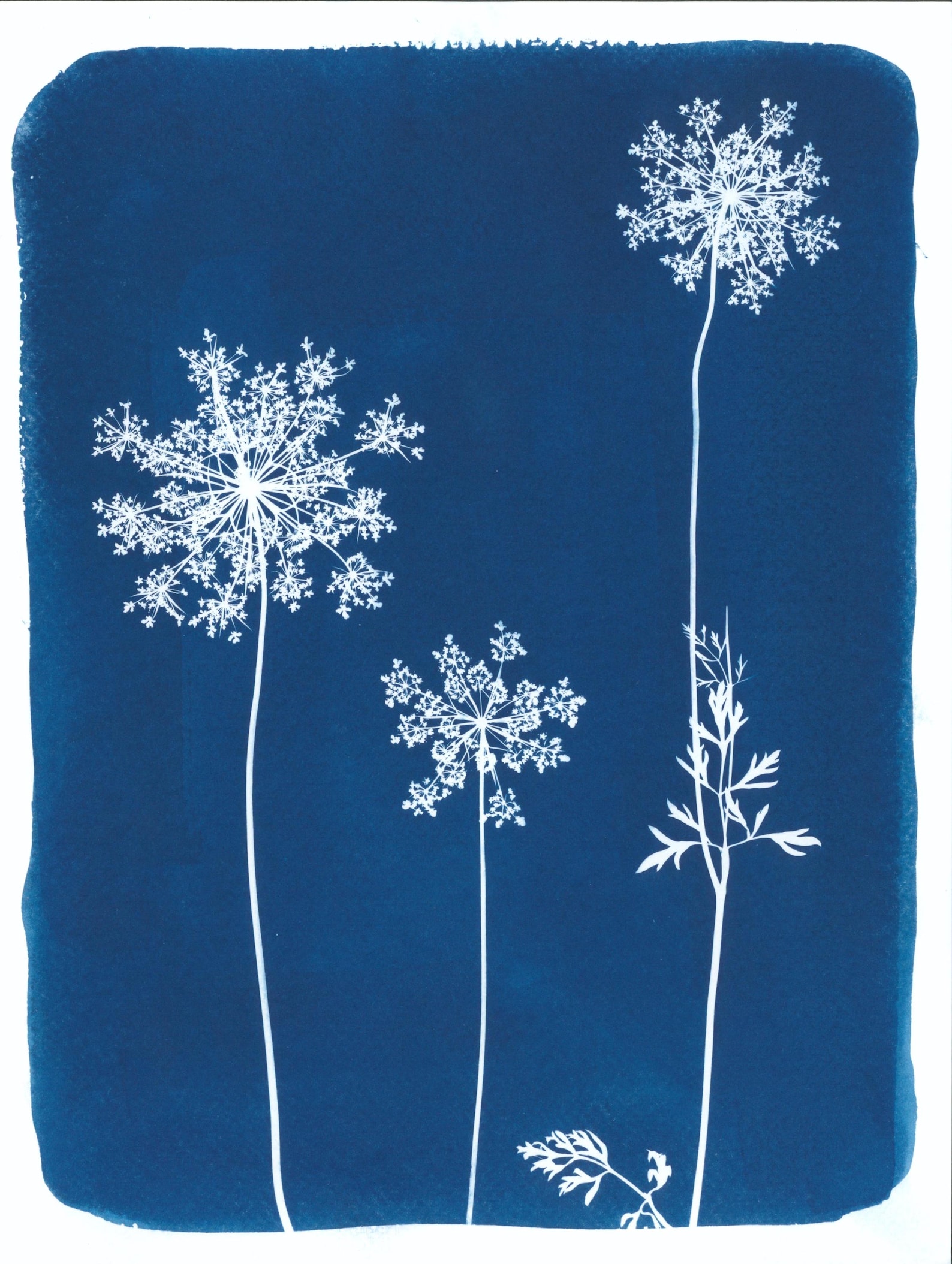 Queen Anne's Lace Floral Cyanotype Digital Print Art - Etsy