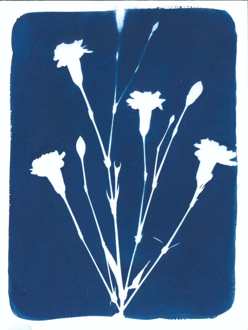 Carnation Cyanotype Floral Art Digital Print - Etsy