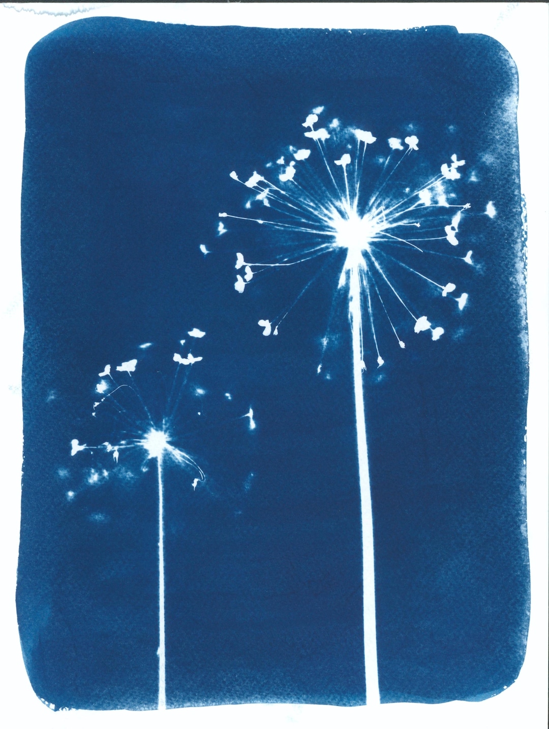 Giant Allium Cyanotype Digital Print - Etsy