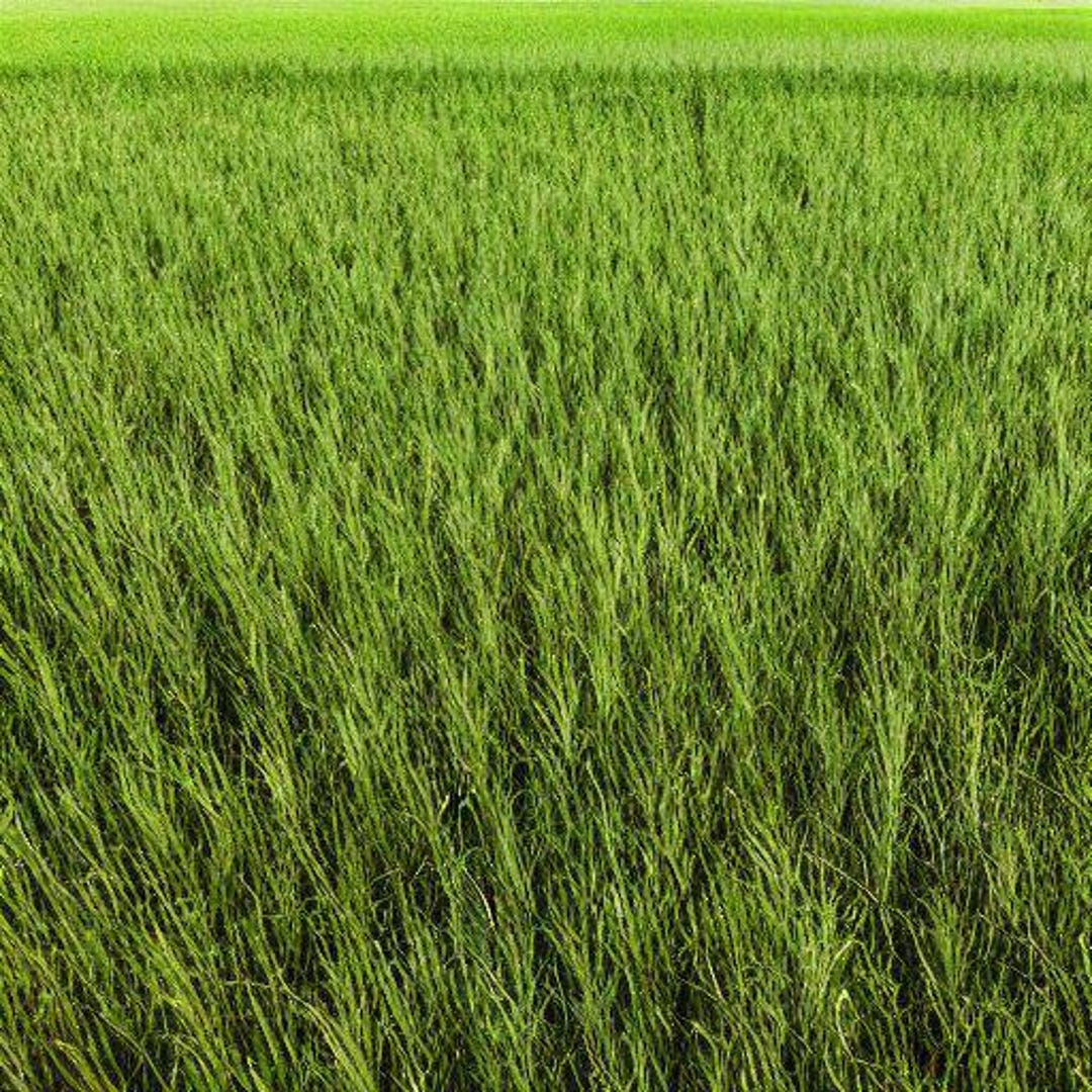 50 LB. High Quality Dessie Teff Grass - Fast Growing Warm-season Annual ...