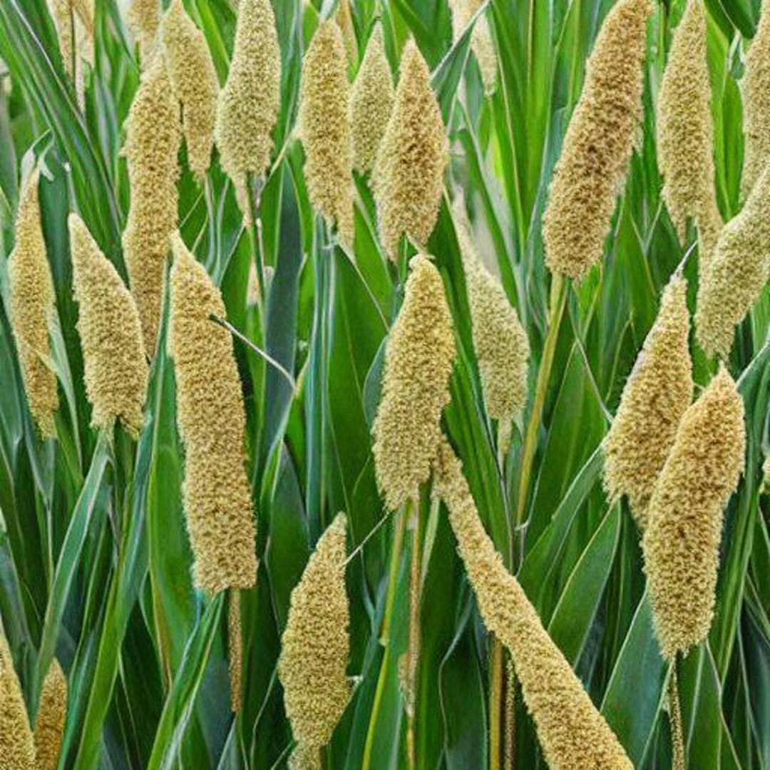 50 LB. Premium Japanese Millet Seed - Nutrient-rich Forage Crop for ...