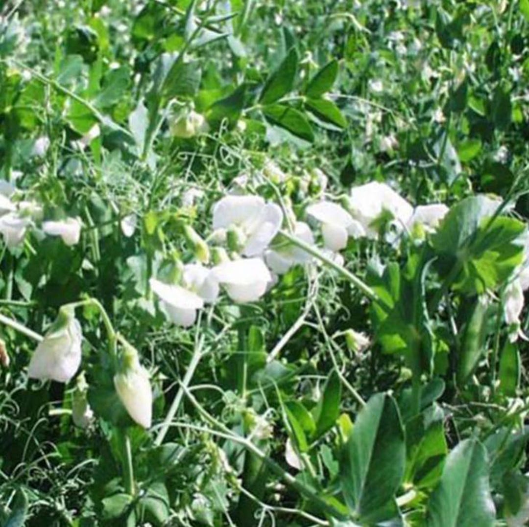 50 LB. Field Forage Peas Seed - for High-nutrition Forage - Etsy