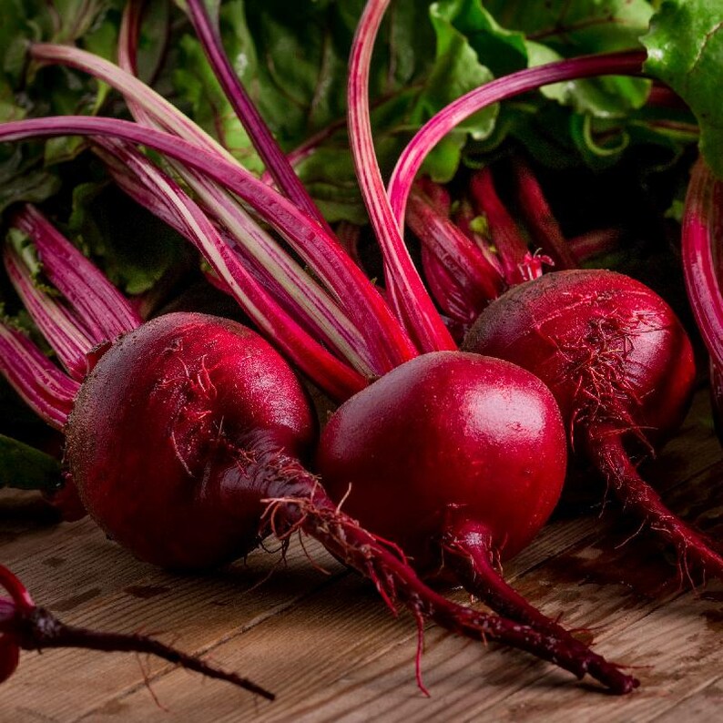 2 OZ. Ruby Queen Beet Garden Seeds - Etsy