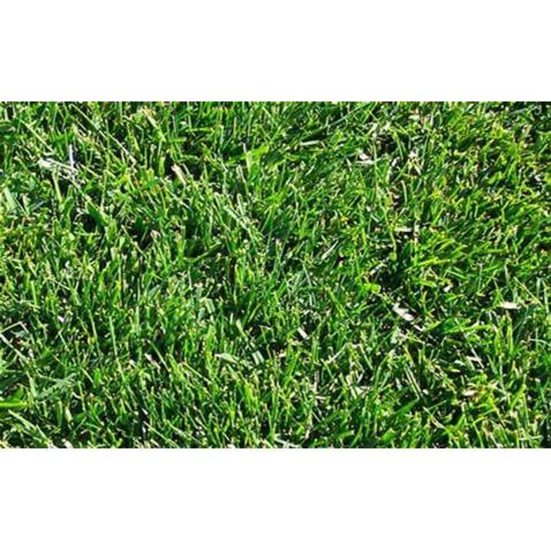 50 LB. Contractors Lawn Grass Seed Mix - High-quality Blend for ...
