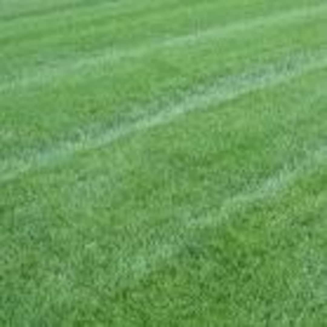 50 LB. Creeping Red Fescue Seed - for Shaded and Low-maintenance Areas ...