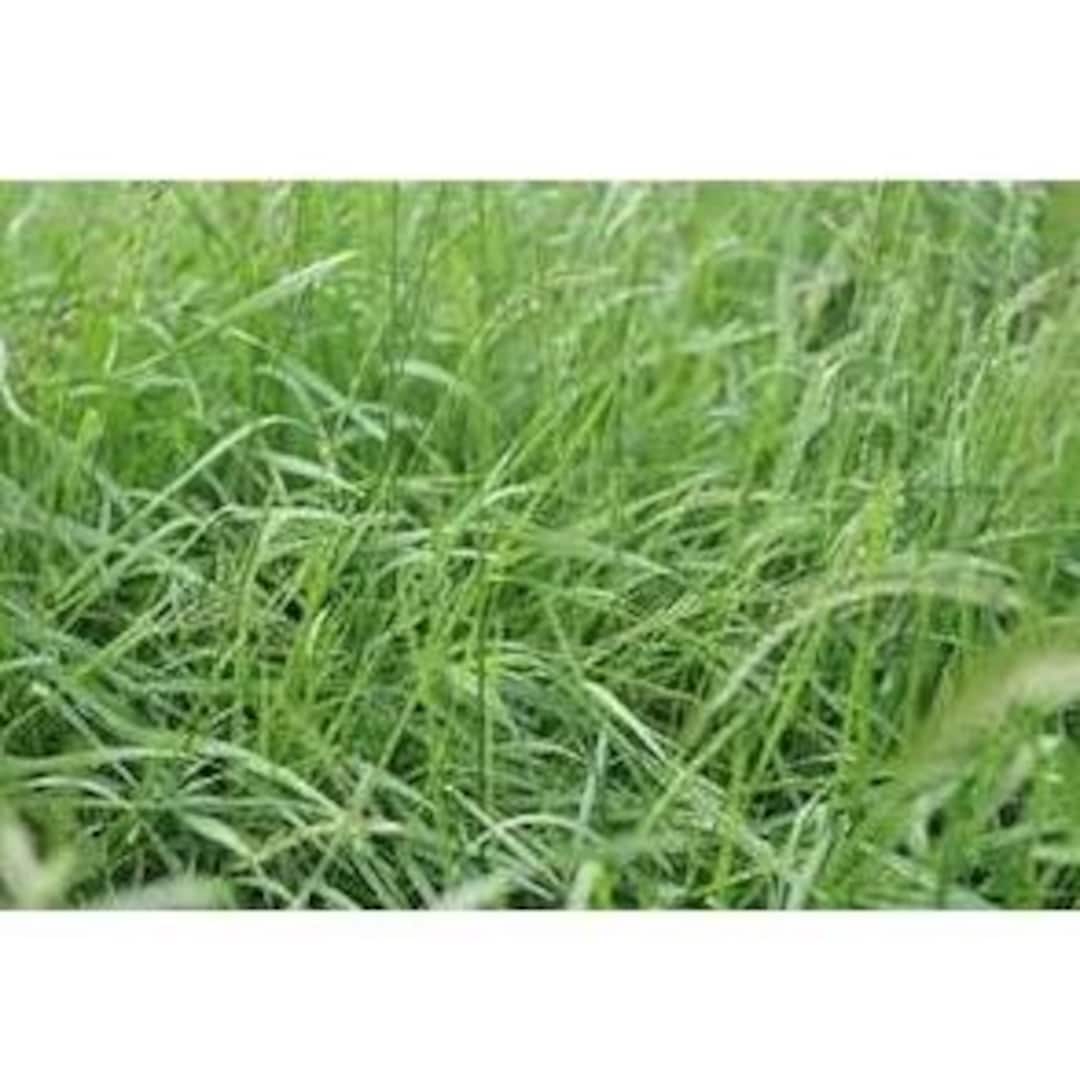 50 LB. High-quality Perennial Ryegrass VNS Seed - for Pasture and Hay ...