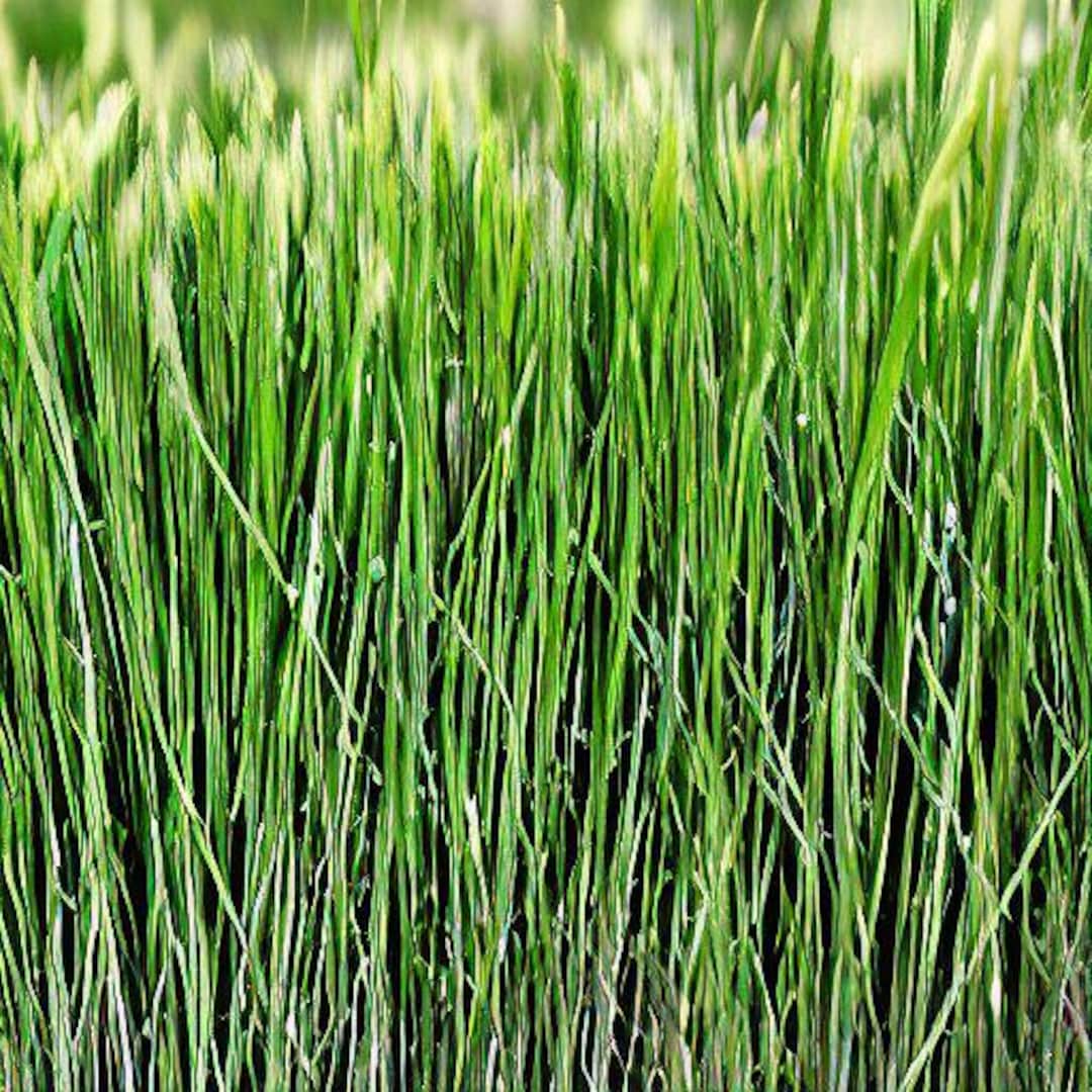 50 LB. Annual Ryegrass Seed - Fast-growing and Versatile Grass for ...