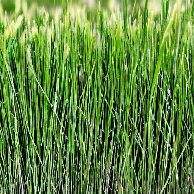 50 LB. Annual Ryegrass Seed - Fast-growing and Versatile Grass for ...