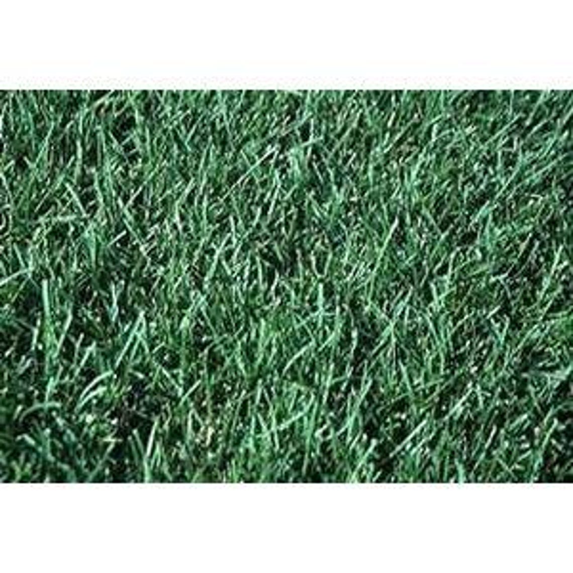 50 LB. Kentucky Bluegrass 98/85 Seed - for Beautiful, Dense Sod - Etsy