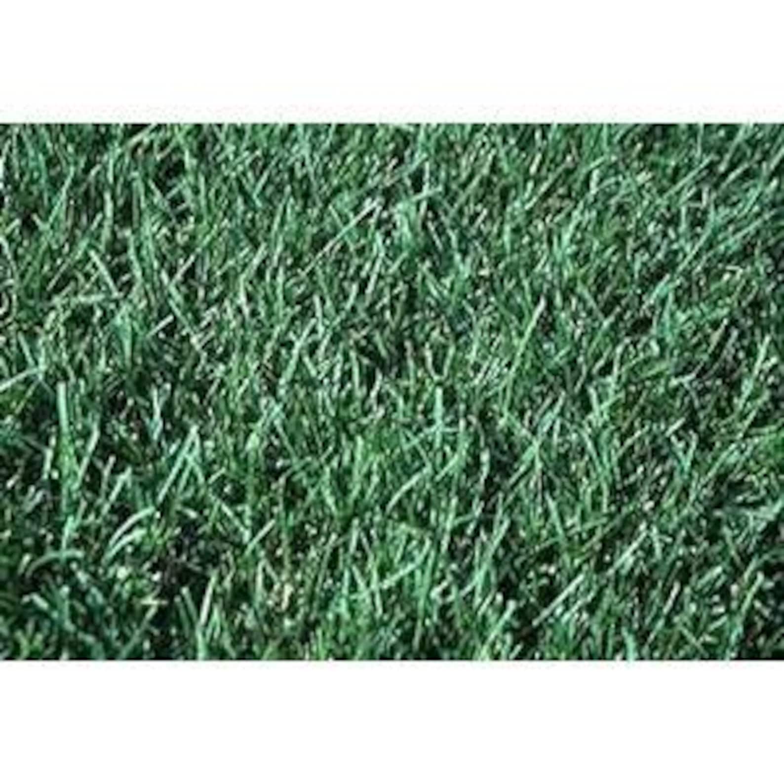 50 LB. Kentucky Bluegrass 98/85 Seed - for Beautiful, Dense Sod - Etsy
