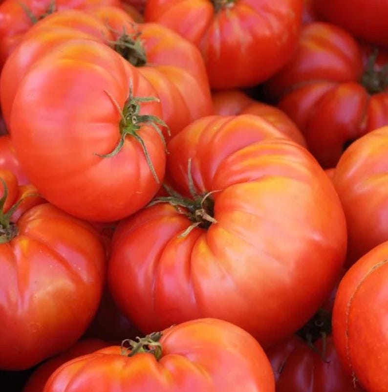 1g Brandywine Tomato Gardens Seeds - Etsy