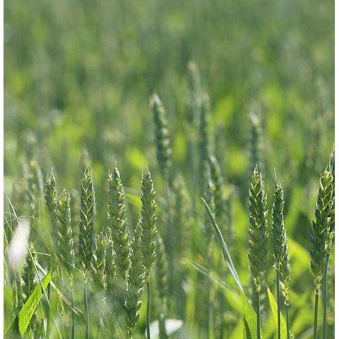 50 LB. Premium Quality Field Rye Seed - for Optimal Crop Growth and ...