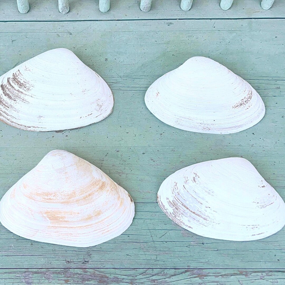 4 Large Clam Shells for Crafts Decoupage Crafting Supplies and Jewelry ...