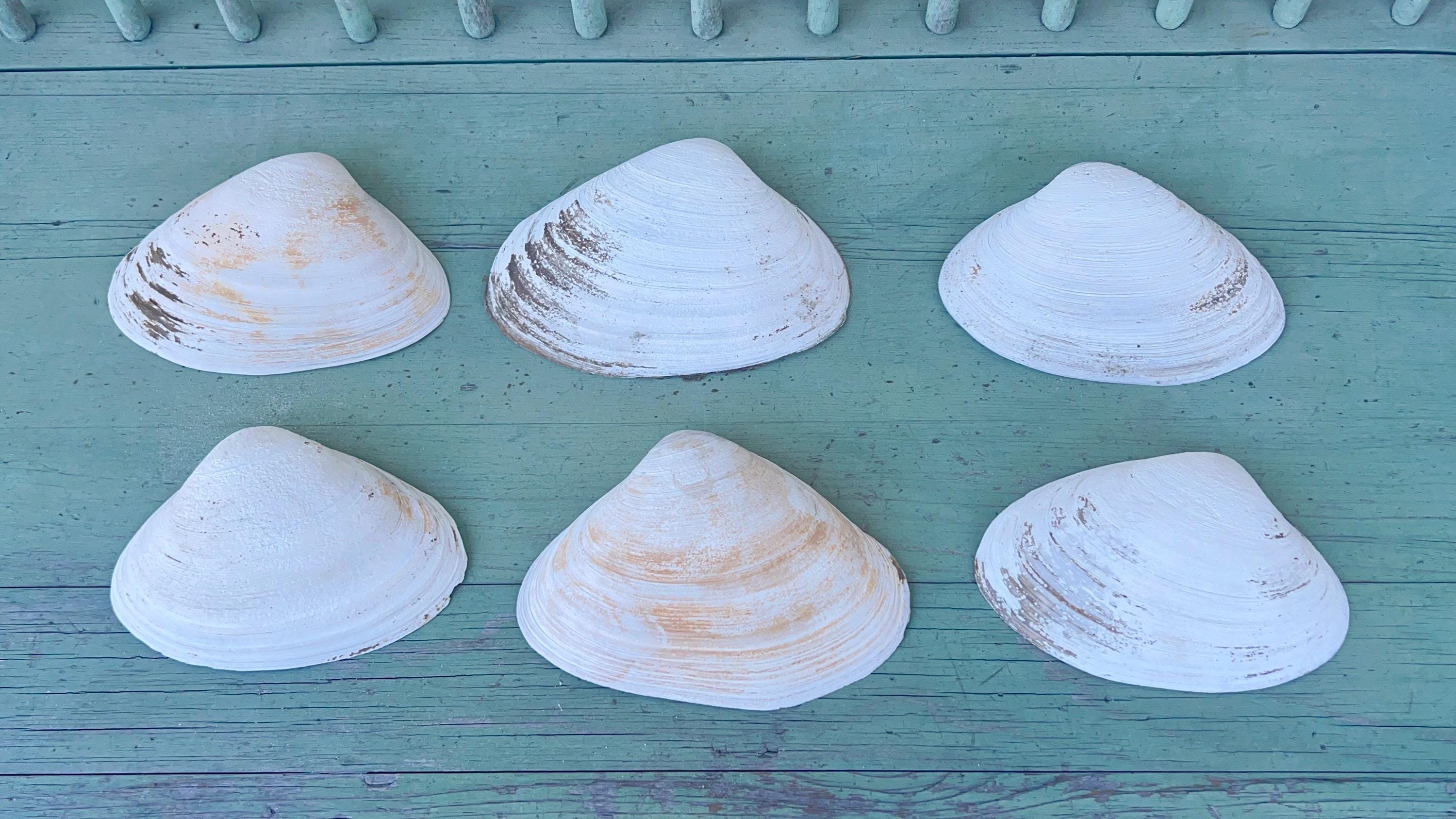 Jumbo Clam Shells Crane Beach 3 or 6 Large Maine Clam Shells for ...