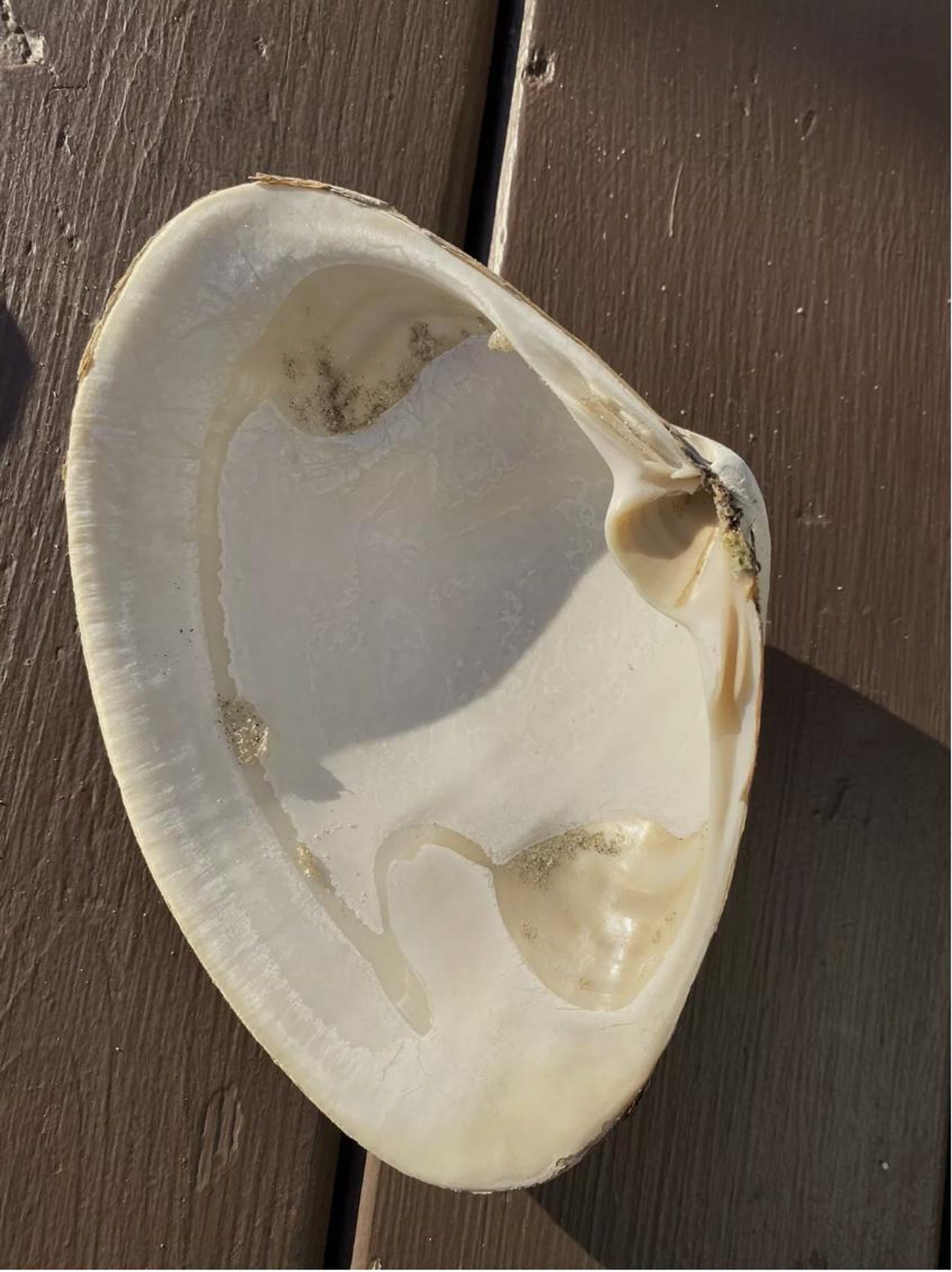 Jumbo Clam Shells Crane Beach 3 or 6 Large Maine Clam Shells for ...