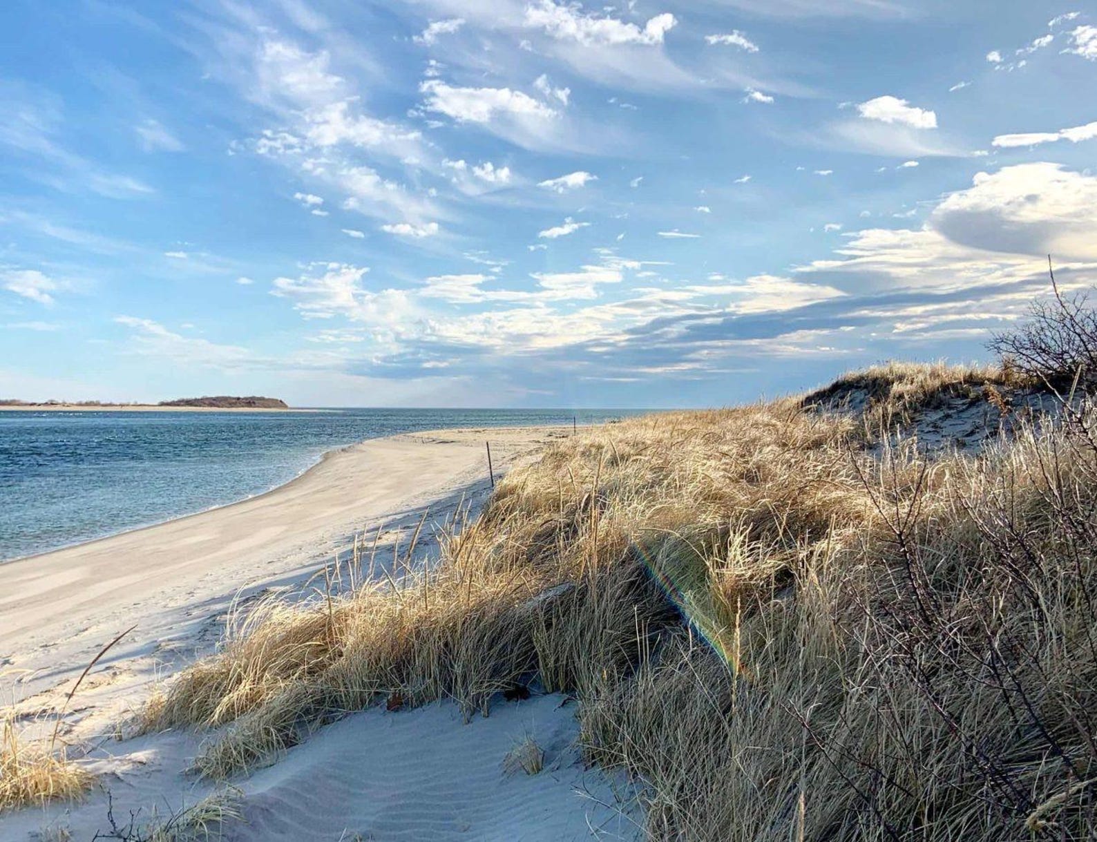 Jumbo Clam Shells Crane Beach 3 or 6 Large Maine Clam Shells for ...