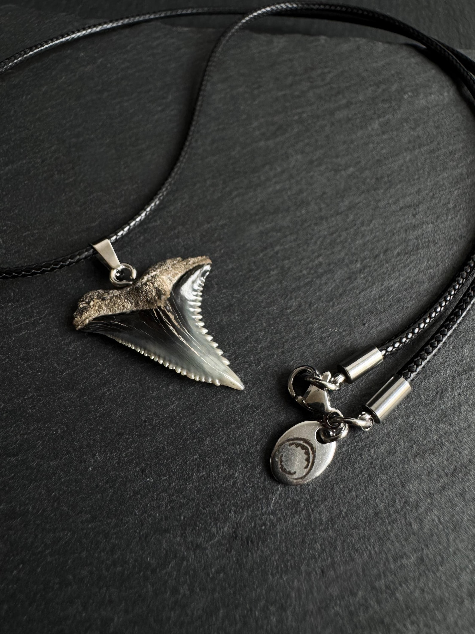 Real Fossilized Shark Tooth Necklace: Stainless Steel Snaggletooth ...