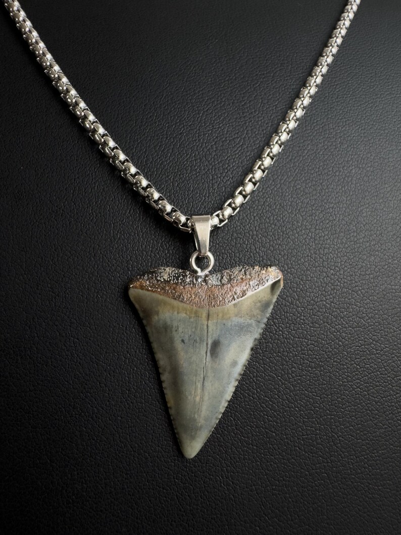 Great White Shark Tooth Necklace - Real Fossilized Tooth 1.1inch Long ...