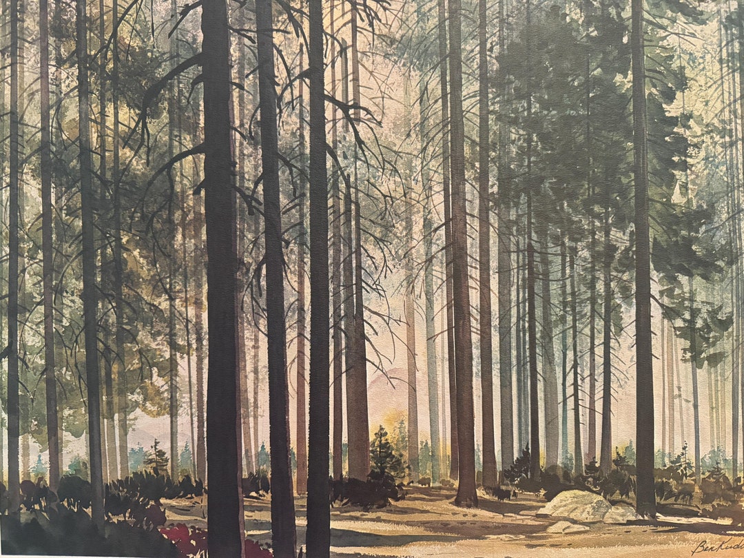 Vintage Lithograph: "view Through Majestic Yosemite Pines”, by Artist ...