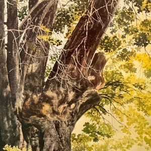 Watercolor Lithograph: “miwok Maiden Weaving Basket Under Spreading Oak ...