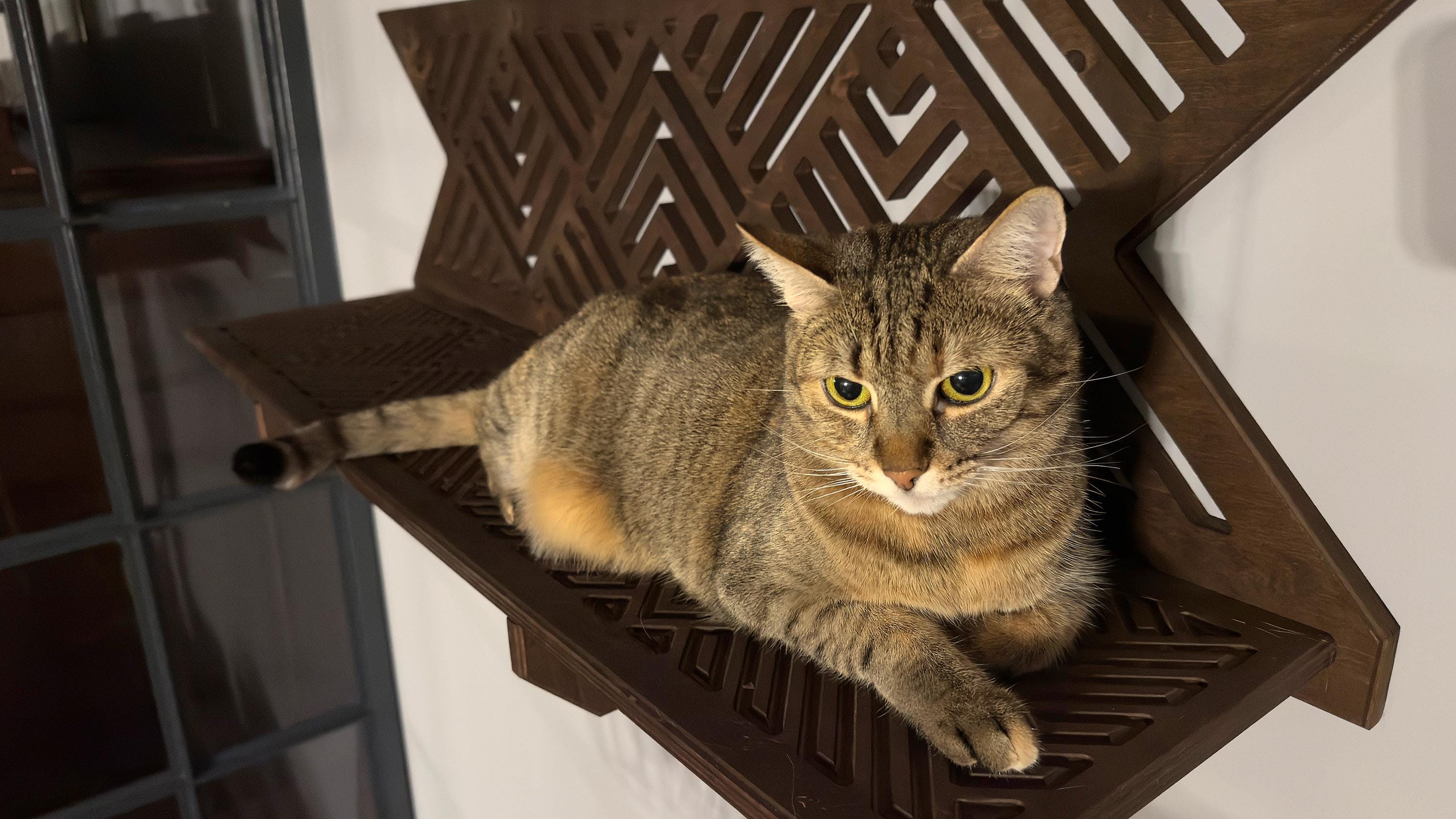 Modern Cat Wall Shelves – Wooden Cat Climbing Furniture, Elegant ...