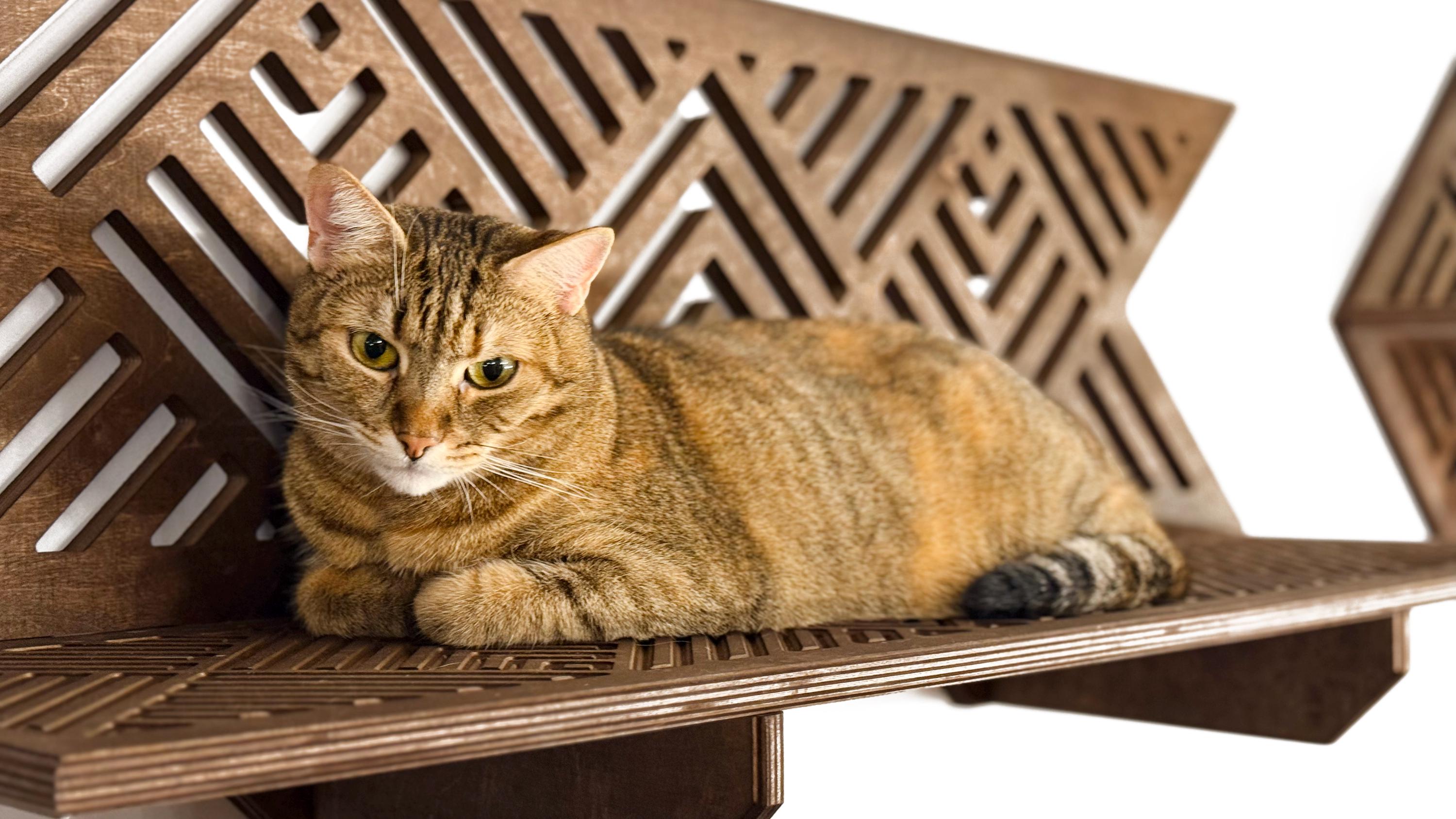 Modern Cat Wall Shelves – Wooden Cat Climbing Furniture, Elegant ...