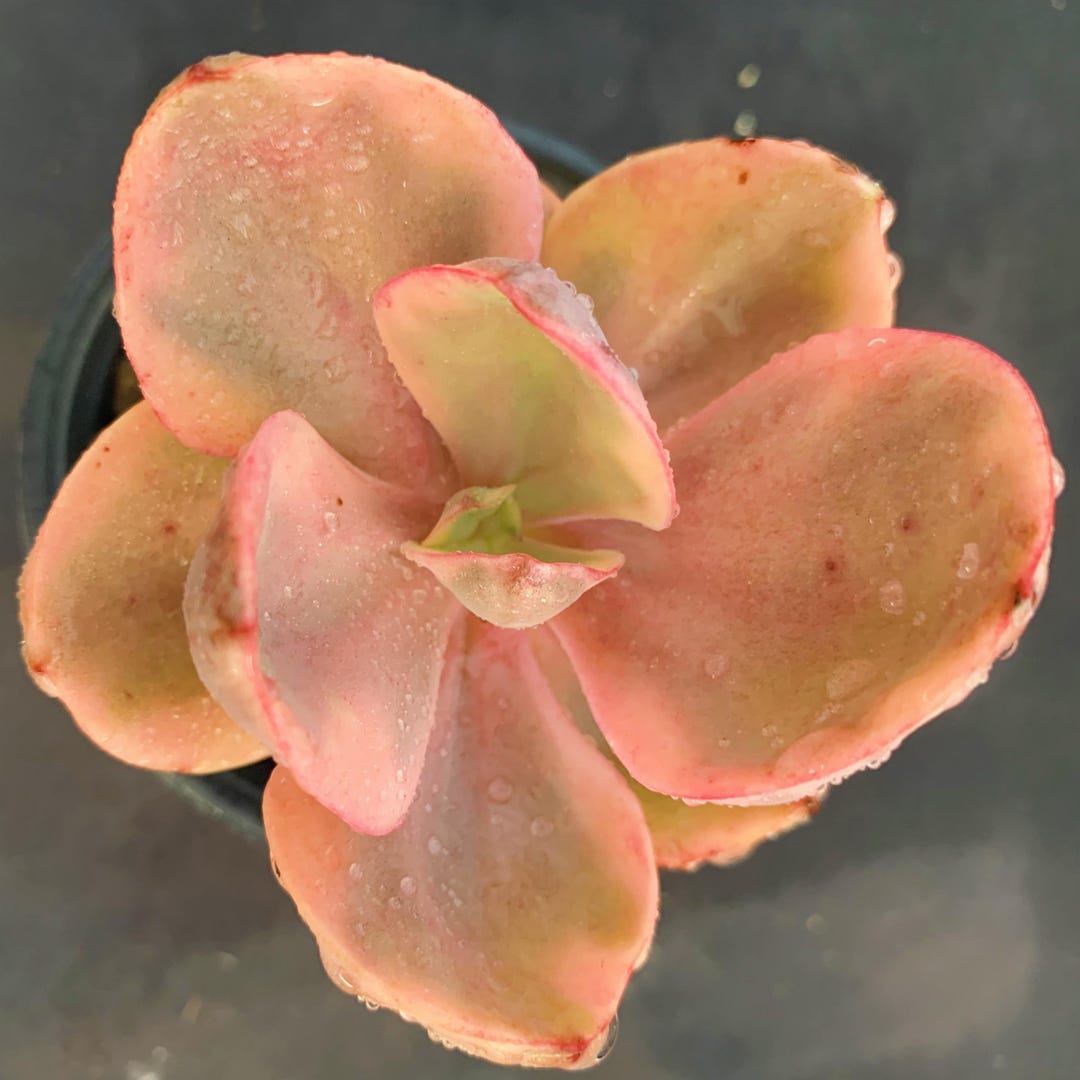 Echeveria ‘suyon’ Variegated, Rare and Live Succulent, Colorful Plant ...