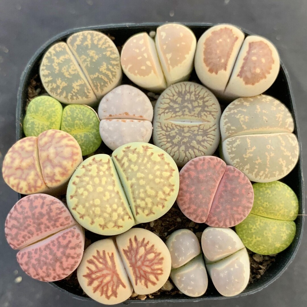 Lithops Spp.0.6‘’-0.8‘’ MIX Random, Rare Succulent, Colorful Plant - Etsy