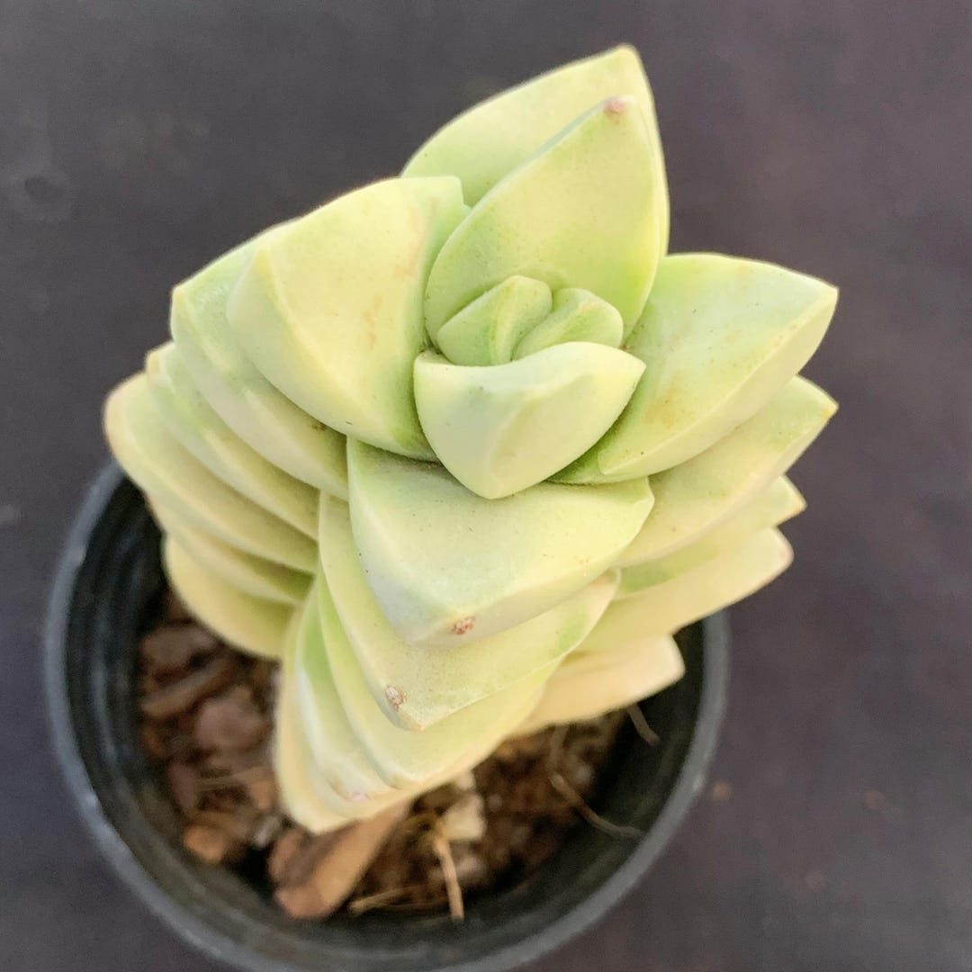 Crassula 'moonglow' Variegated, Rare and Live Succulent, Colorful Plant ...