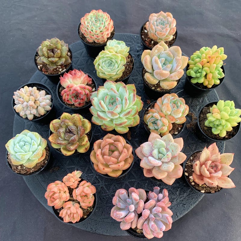 Rare Succulent Seeds - Etsy