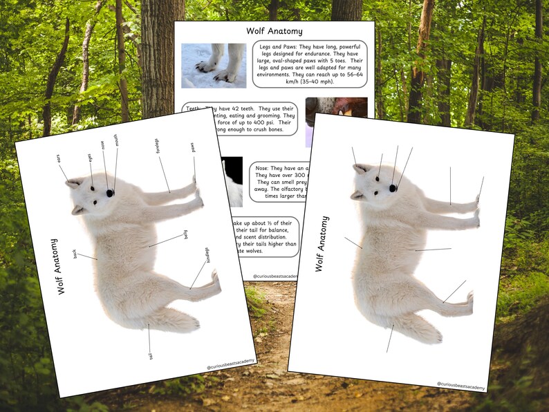 Wolf Unit Study: Homeschool Printable Nature Pack (62 Page) (digital ...