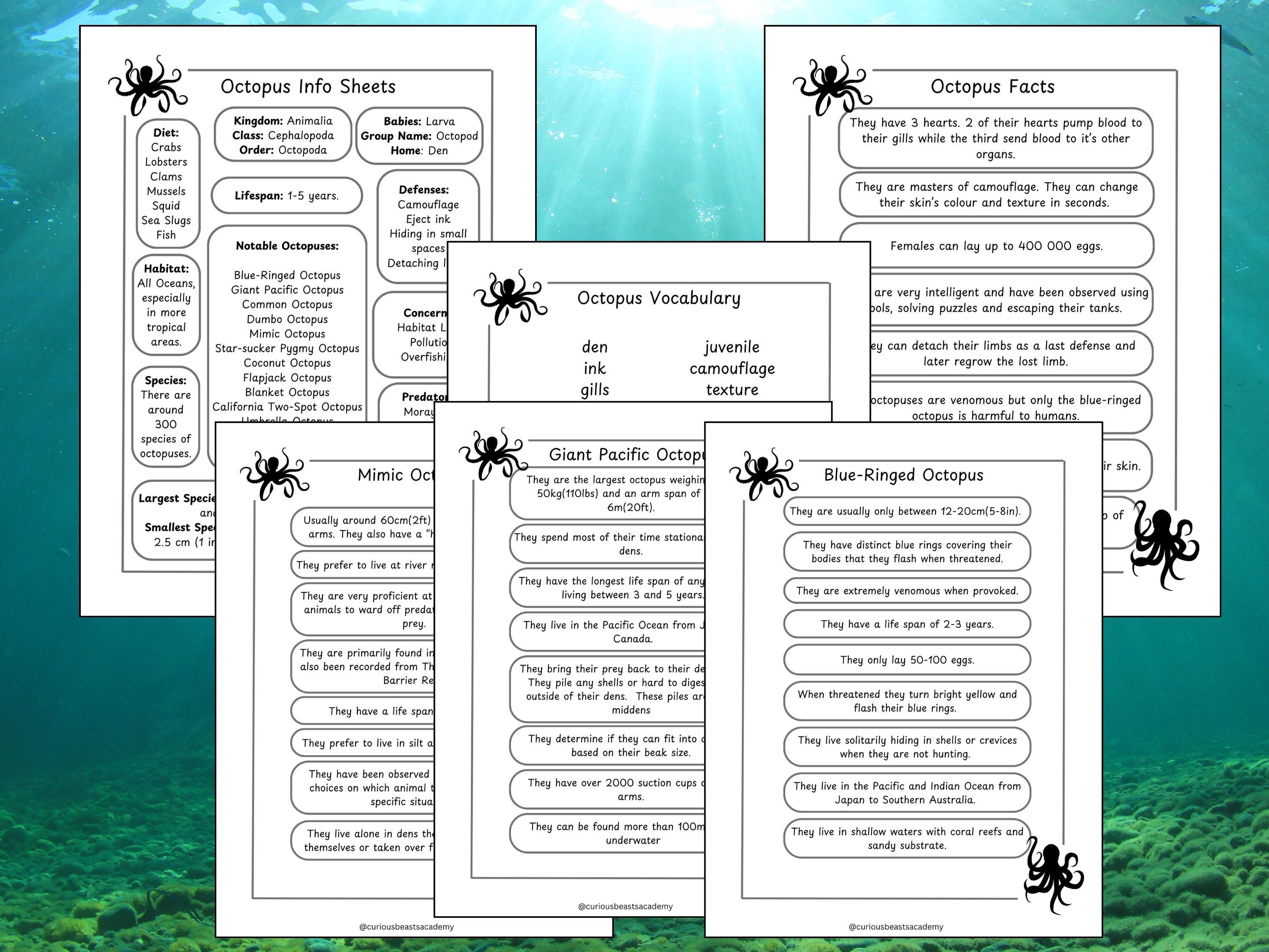 Octopus Unit Study: Homeschool Nature Learning Pack (printable) - Etsy