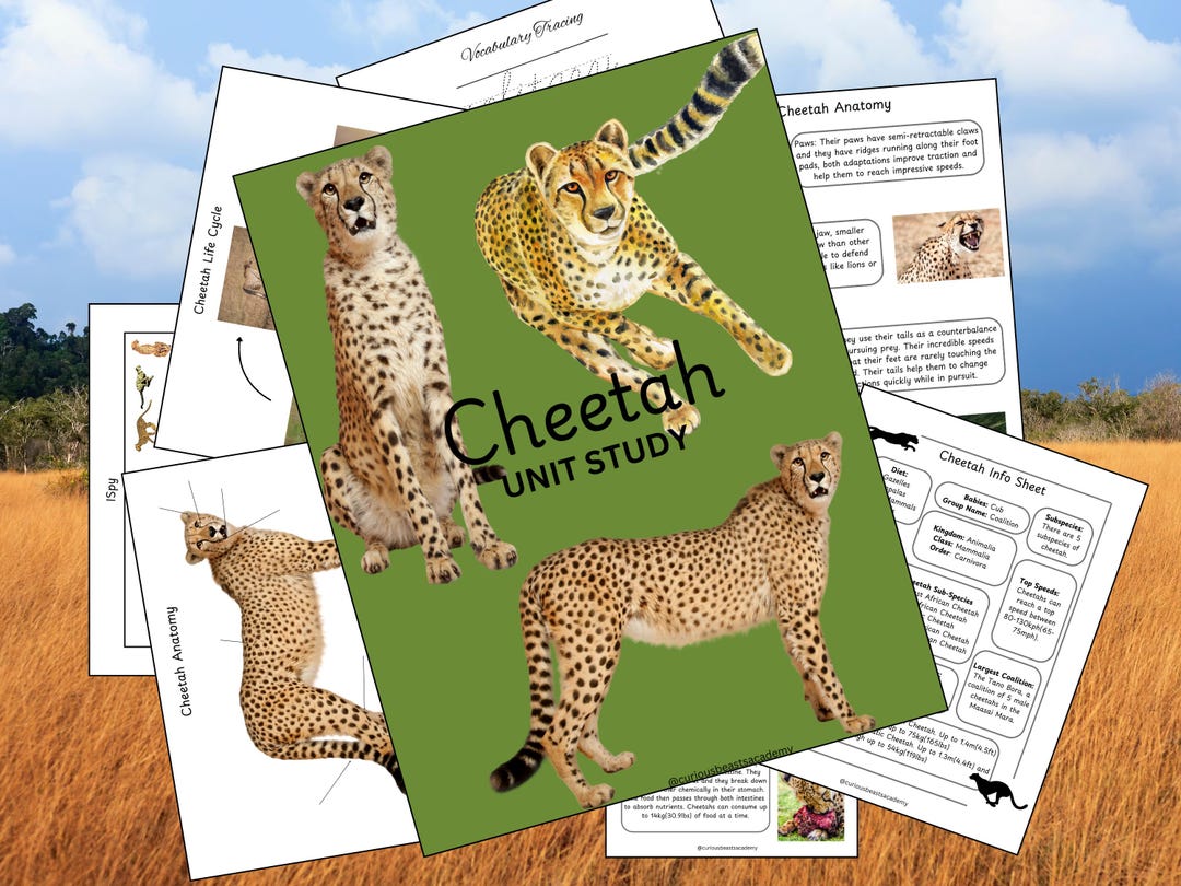 Cheetah Unit Study: Homeschool Nature Learning Pack (printable) - Etsy