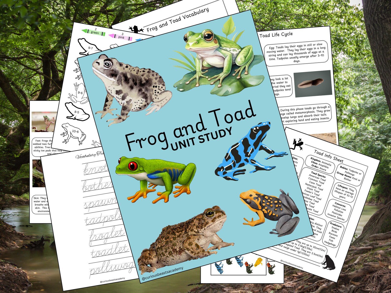 Frog and Toad Unit Study: Homeschool Nature Learning (printable) - Etsy
